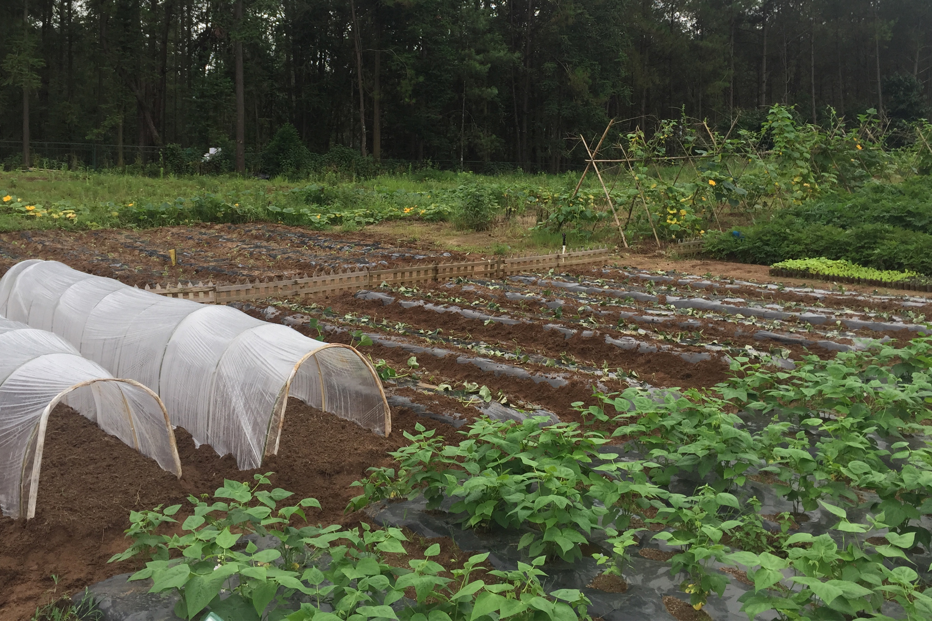 Towards Sustainability: Tips to Create an Eco-Friendly Garden — Eco ...