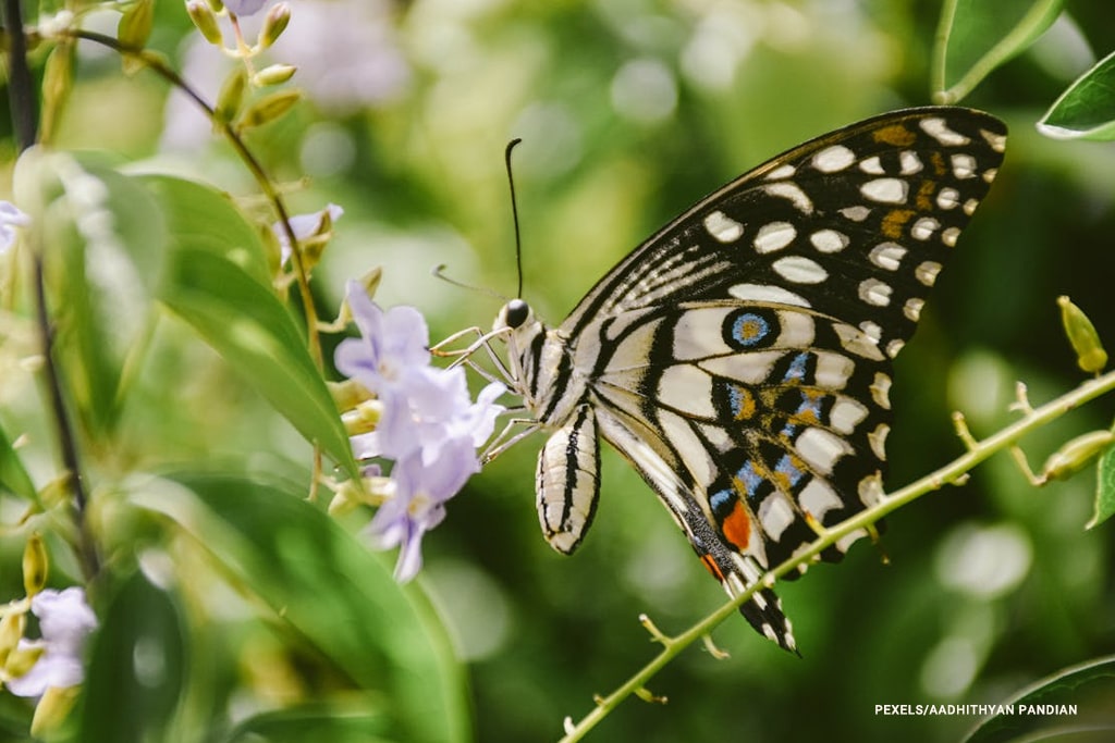 Creating a Wildlife-Friendly Habitat in Your Backyard Garden | Eco ...
